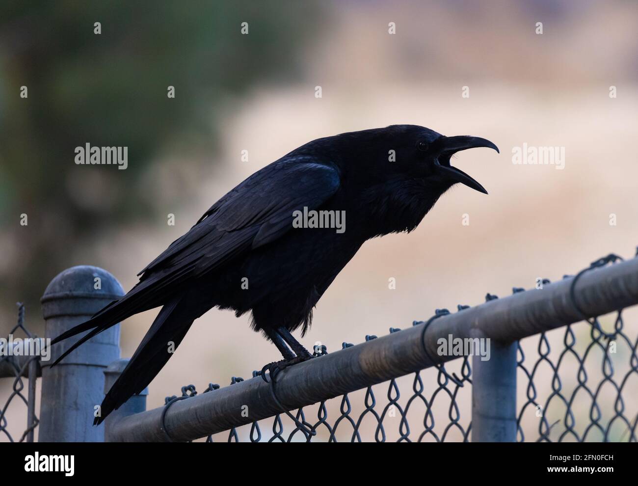 Crows on trees in hi-res stock photography and images - Alamy