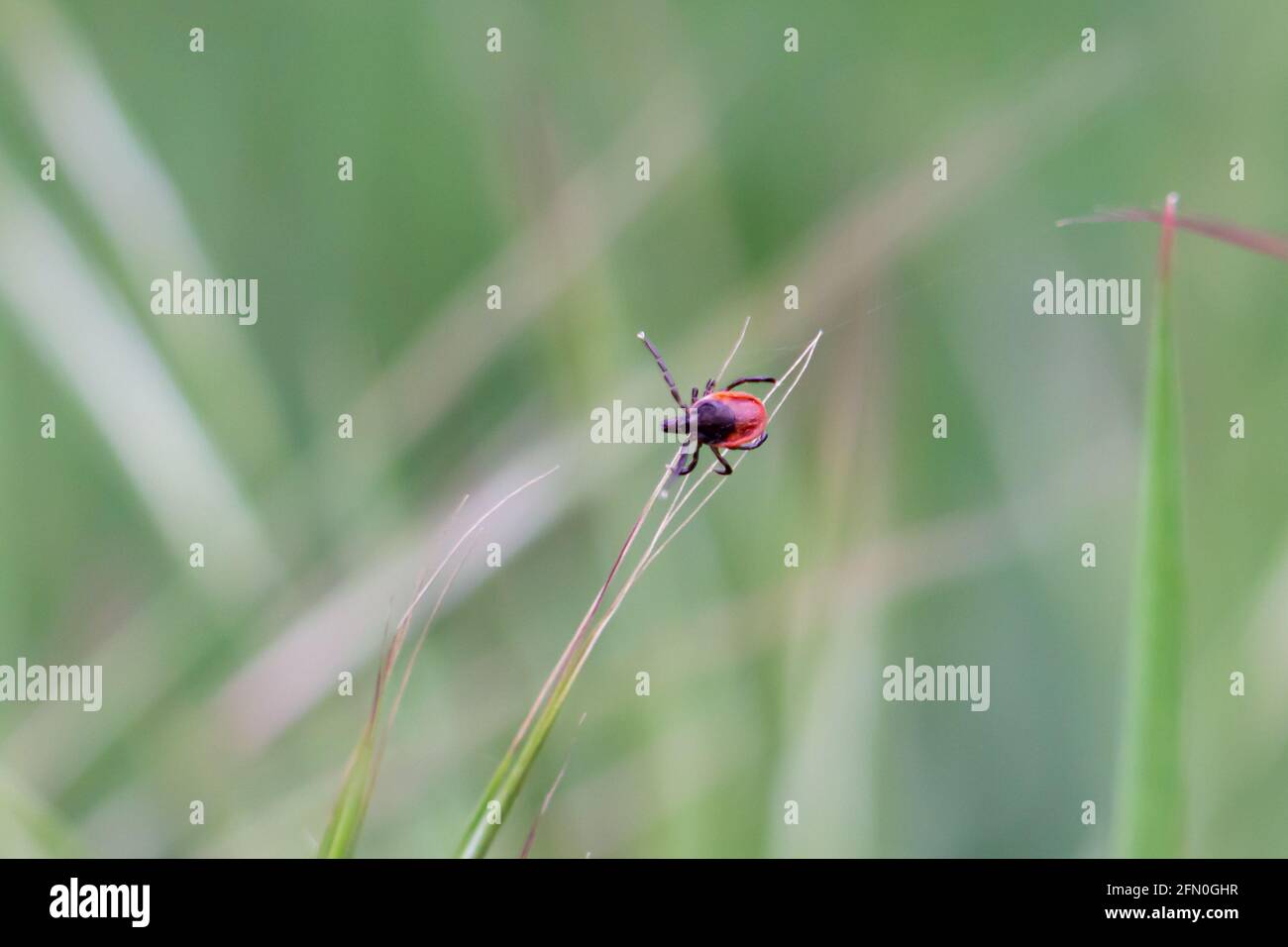 wandering red and black tick on leaf Ixodes ricinus Stock Photo - Alamy