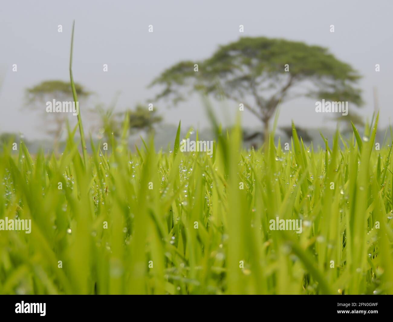 Closeup of the grass in a field with trees in the blurry background on ...