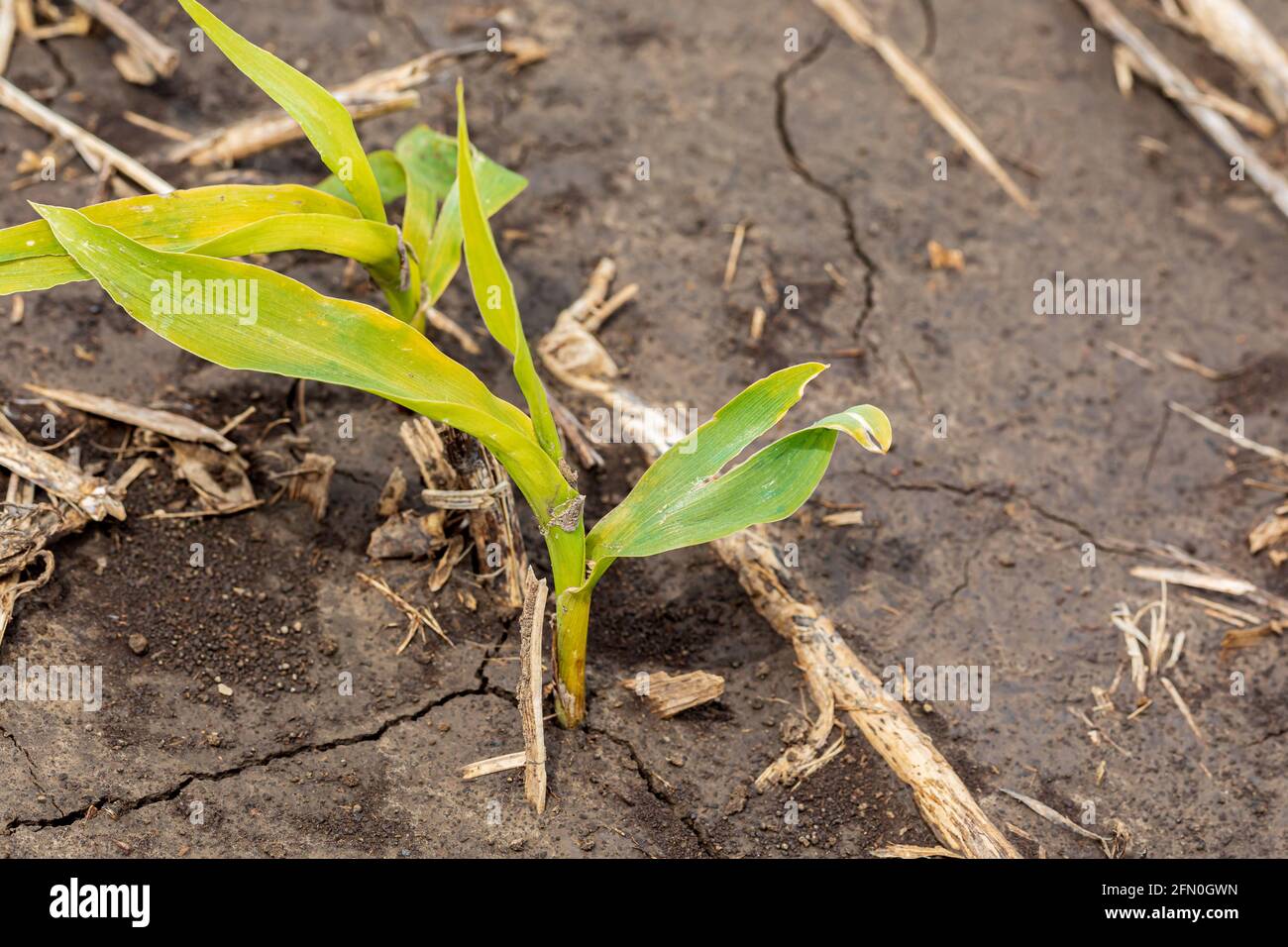 Corn plant leaf damage from wind and hail. Storm damage, crop insurance ...