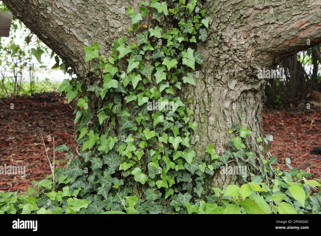 Maple tree climbing plants hi-res stock photography and images - Alamy