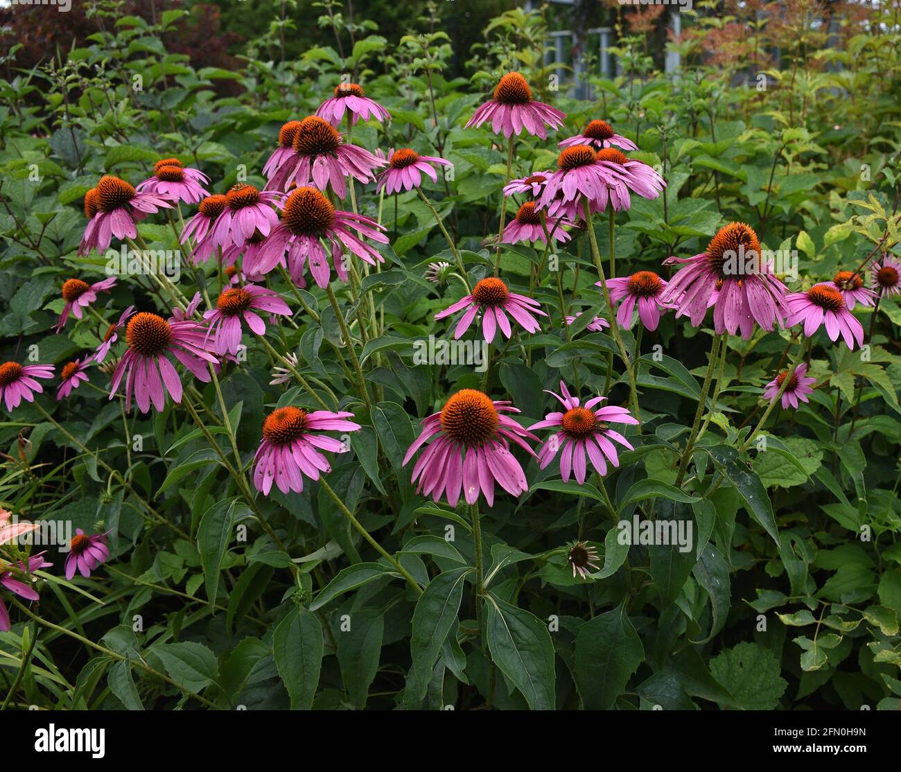 A grouping of purple Coneflower in a prairie setting Stock Photo - Alamy