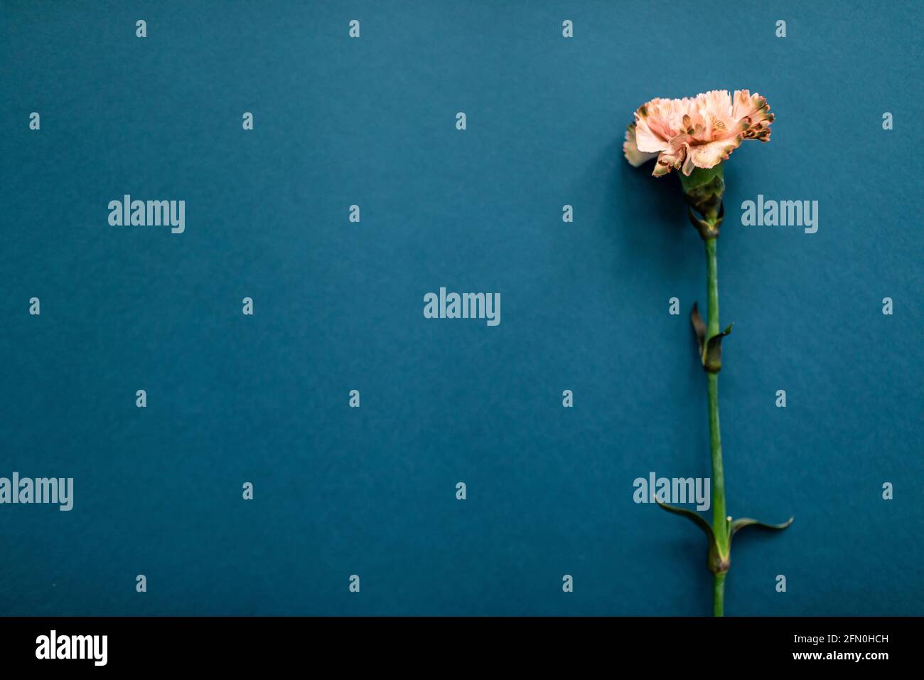 Carnation botanical illustration hi-res stock photography and images ...