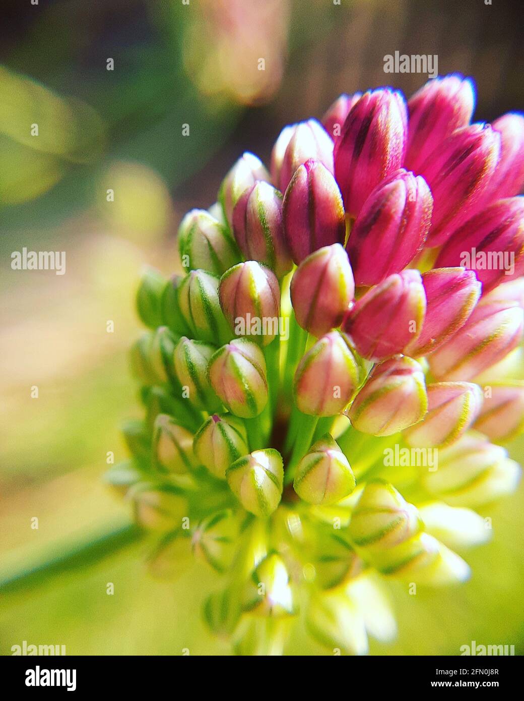 Alium pink hi-res stock photography and images - Alamy