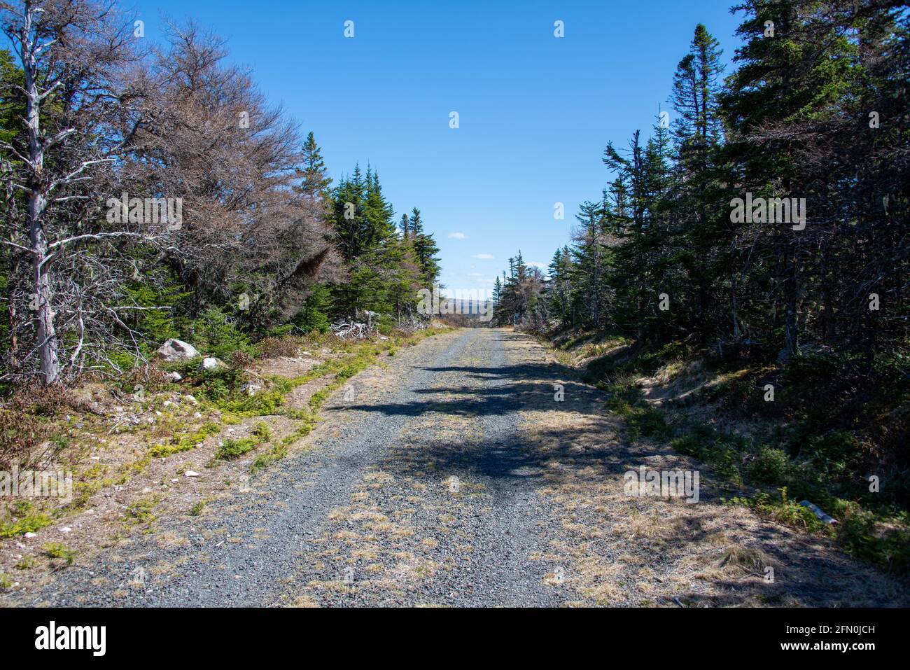 Pathway in forest tall trees hi-res stock photography and images - Alamy