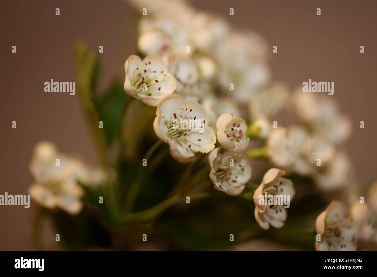 White flower blossom close up background Crataegus monogyna family ...