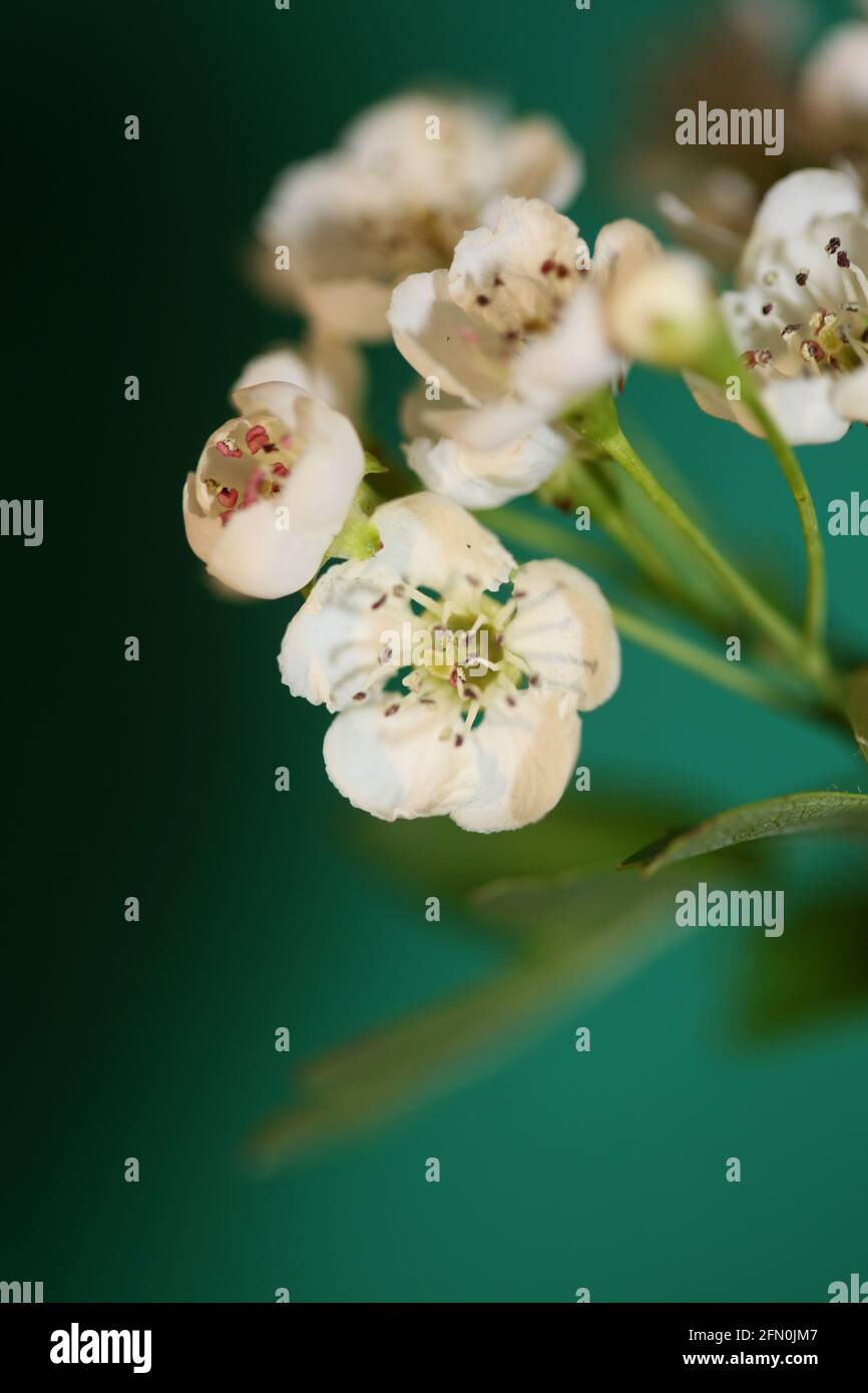 White flower blossom close up background Crataegus monogyna family ...