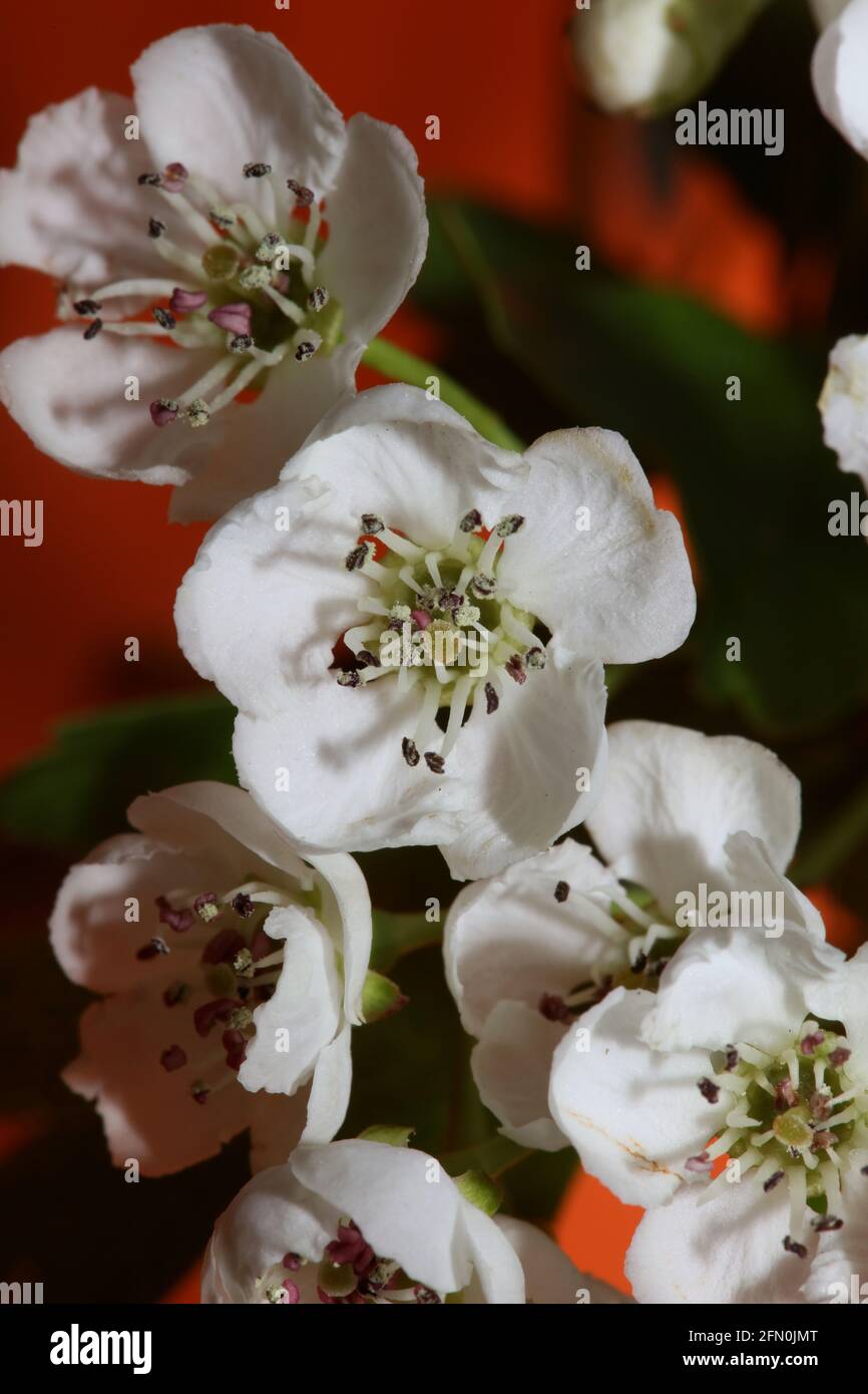 White flower blossom close up background Crataegus monogyna family ...