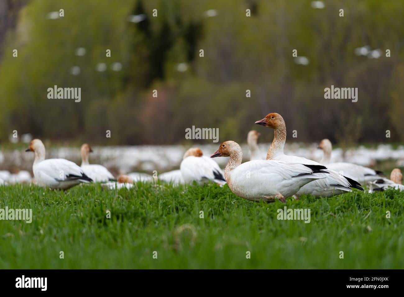 Snow gooses during migration in the Cap Tourmente National Wildlife ...