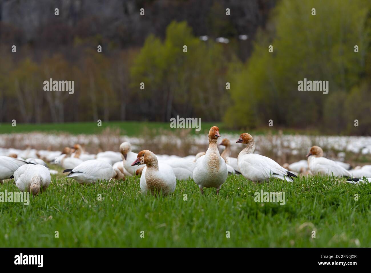 Snow gooses during migration in the Cap Tourmente National Wildlife ...