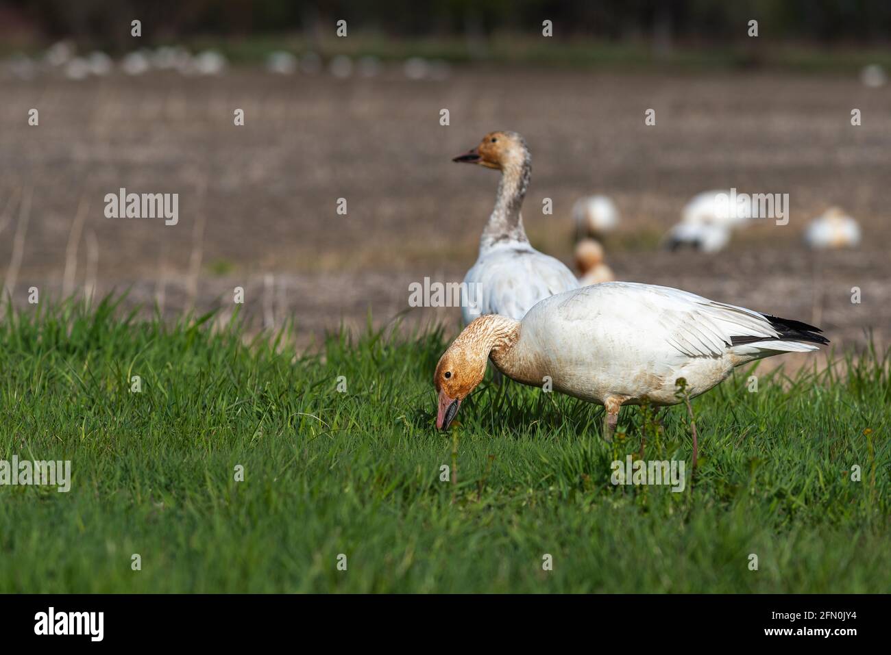 Snow gooses during migration in the Cap Tourmente National Wildlife ...