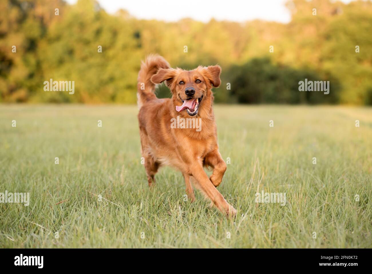 Golden Retriever dog enjoying outdoors at a large grass field at sunset ...