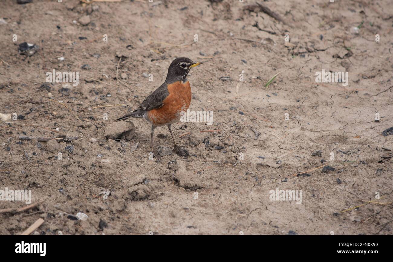 American robin and spring hi-res stock photography and images - Alamy