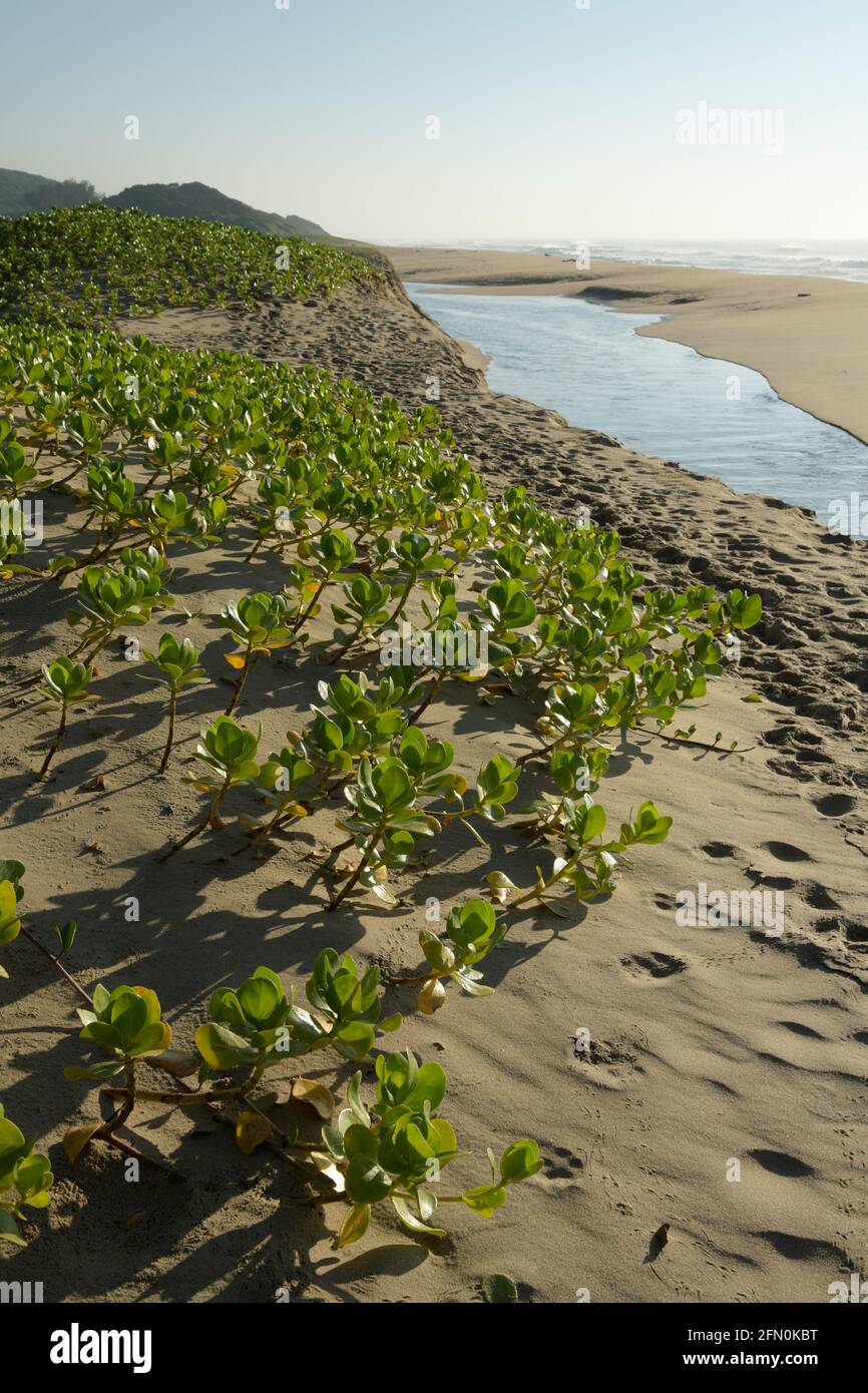 Coastal Vegetation Plant Plants High Resolution Stock Photography and ...