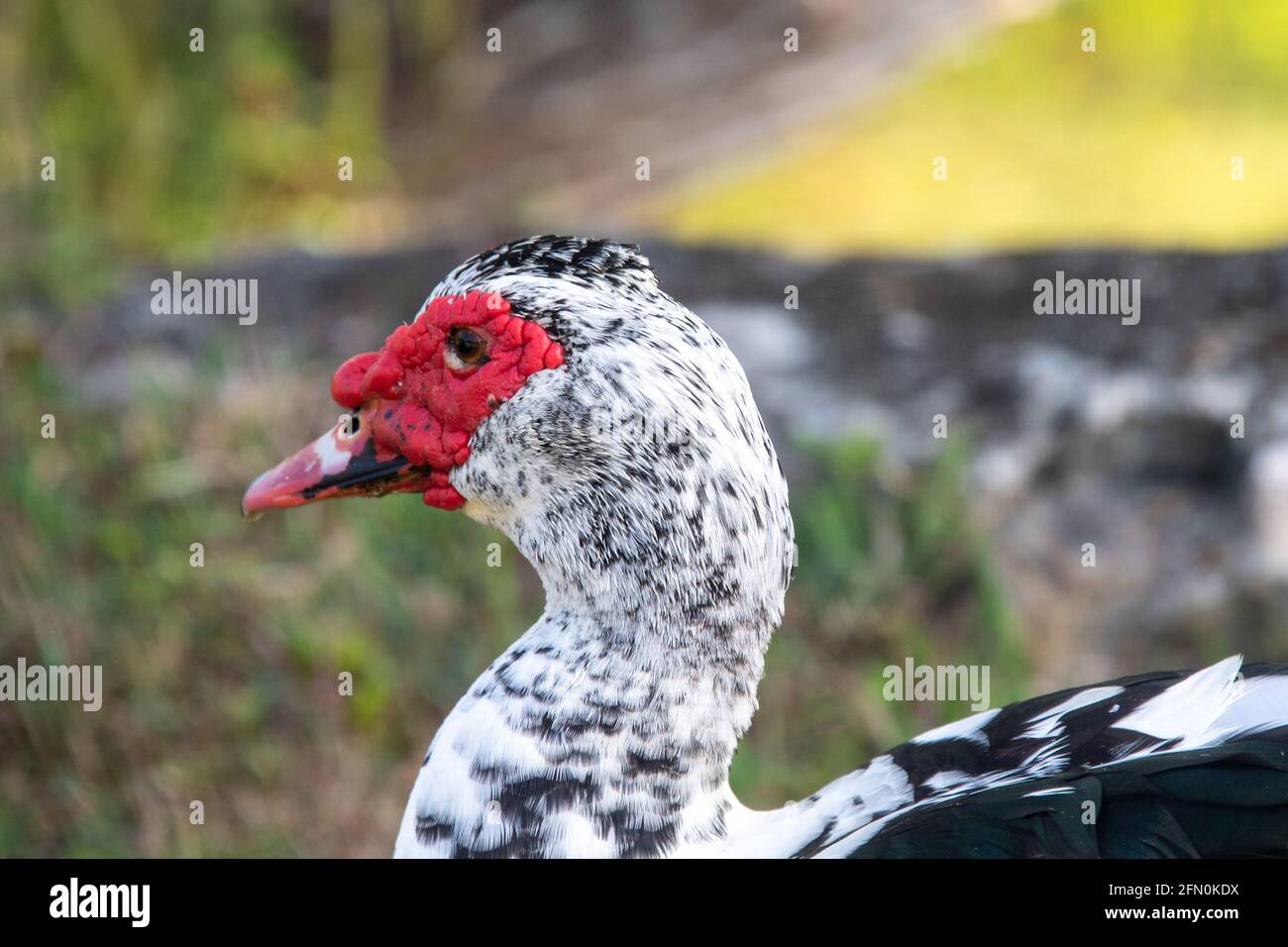 Male muscovy duck hi-res stock photography and images - Alamy