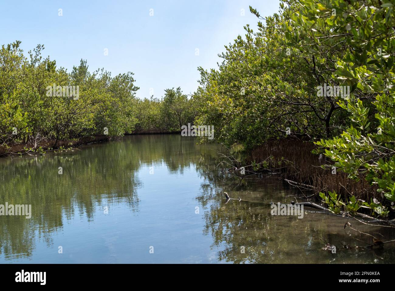 Red mangrove forest in the South Coast of Cuba Stock Photo - Alamy