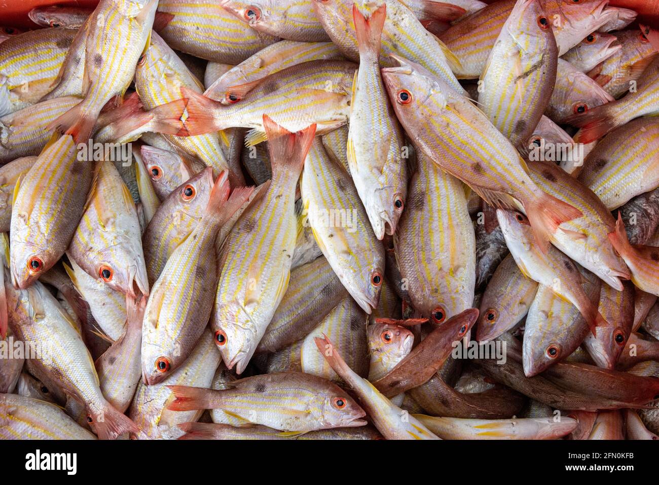 The catch of a Cuban fisherman, Cuba Stock Photo - Alamy