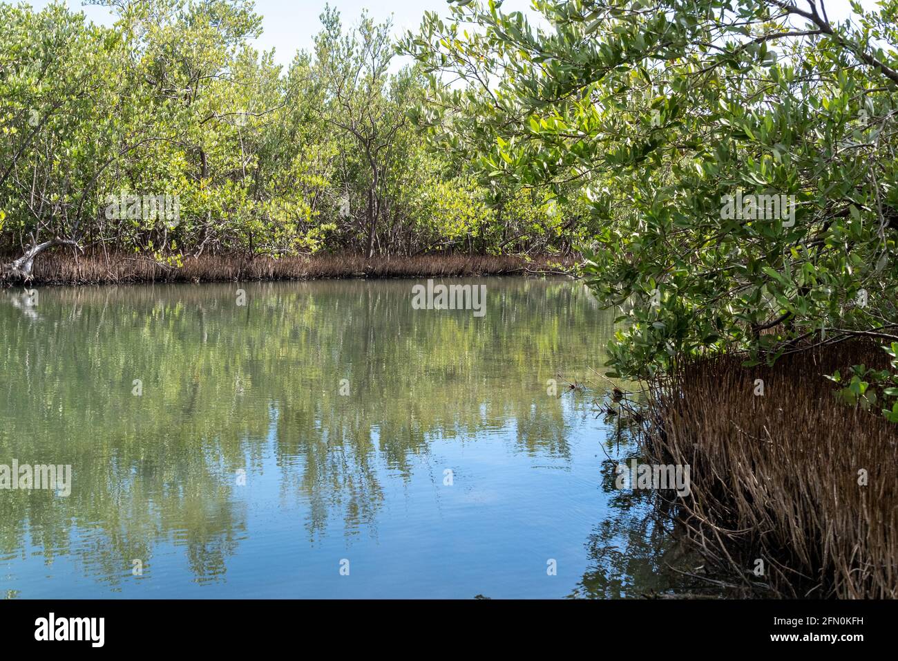 Red mangrove forest in the South Coast of Cuba Stock Photo - Alamy