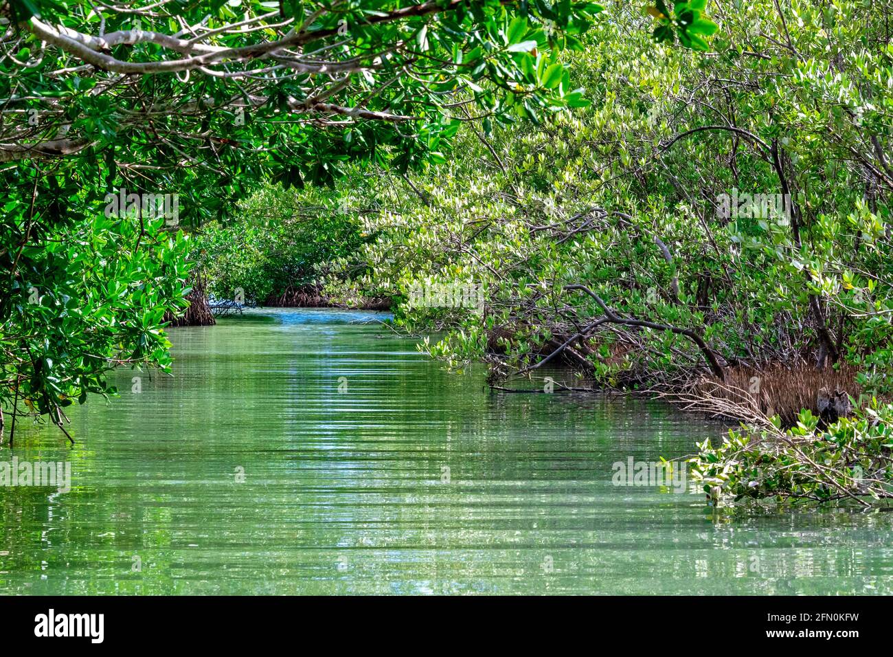 Red mangrove forest in the South Coast of Cuba Stock Photo - Alamy