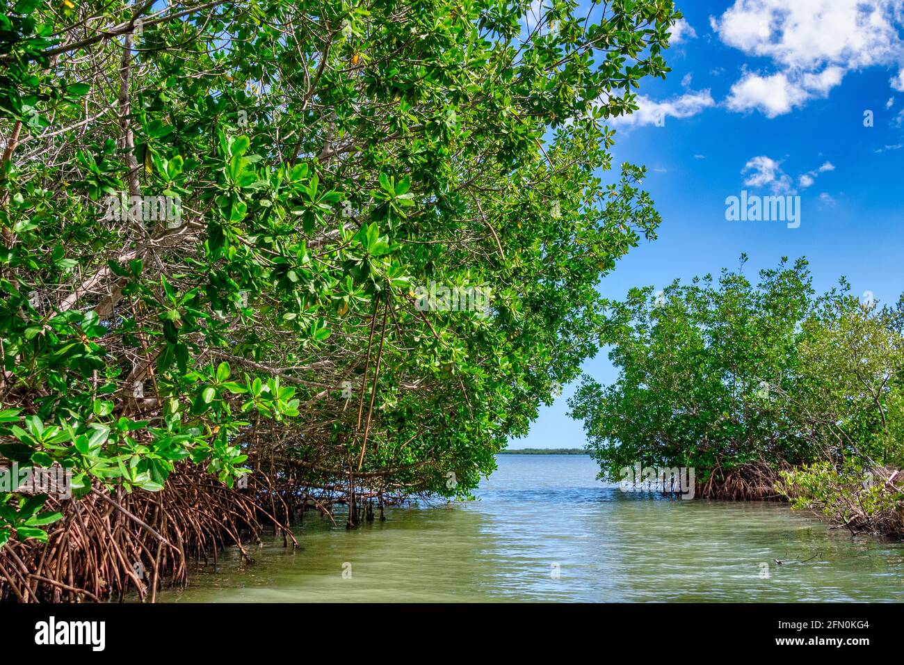Red mangrove forest in the South Coast of Cuba Stock Photo - Alamy