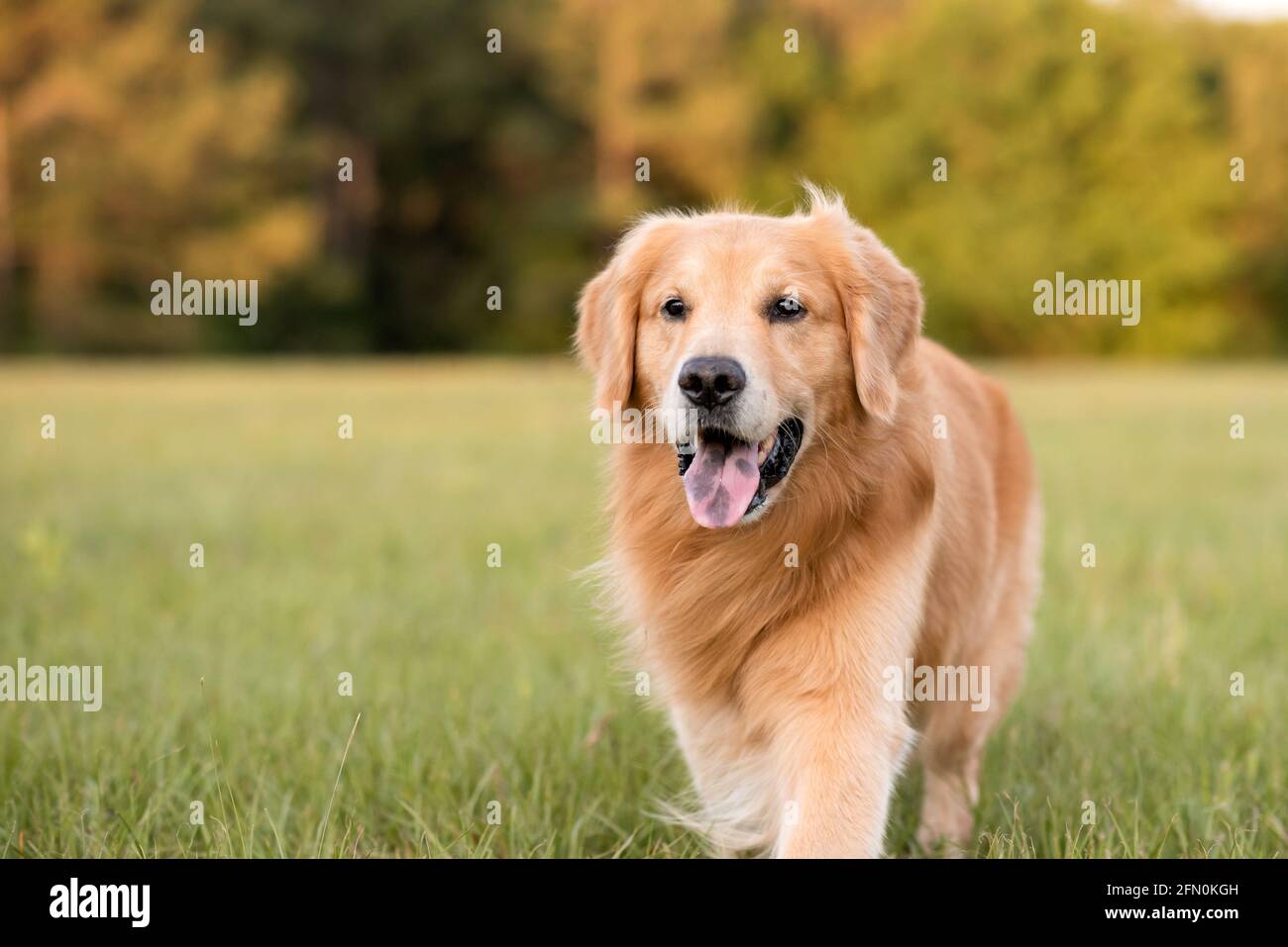 Golden Retriever dog enjoying outdoors at a large grass field at sunset ...