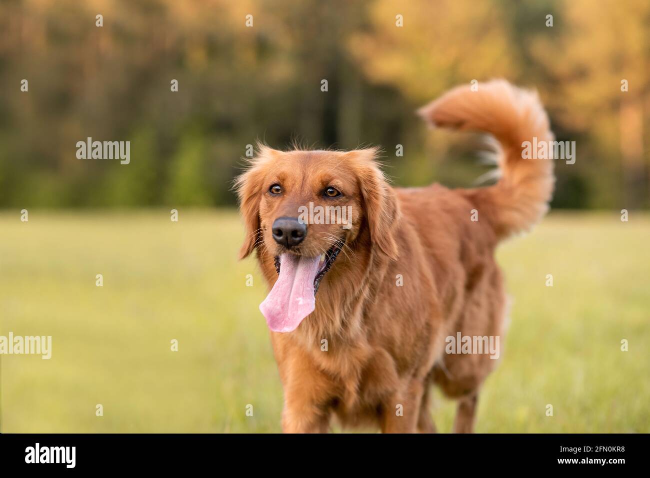Golden Retriever dog enjoying outdoors at a large grass field at sunset ...