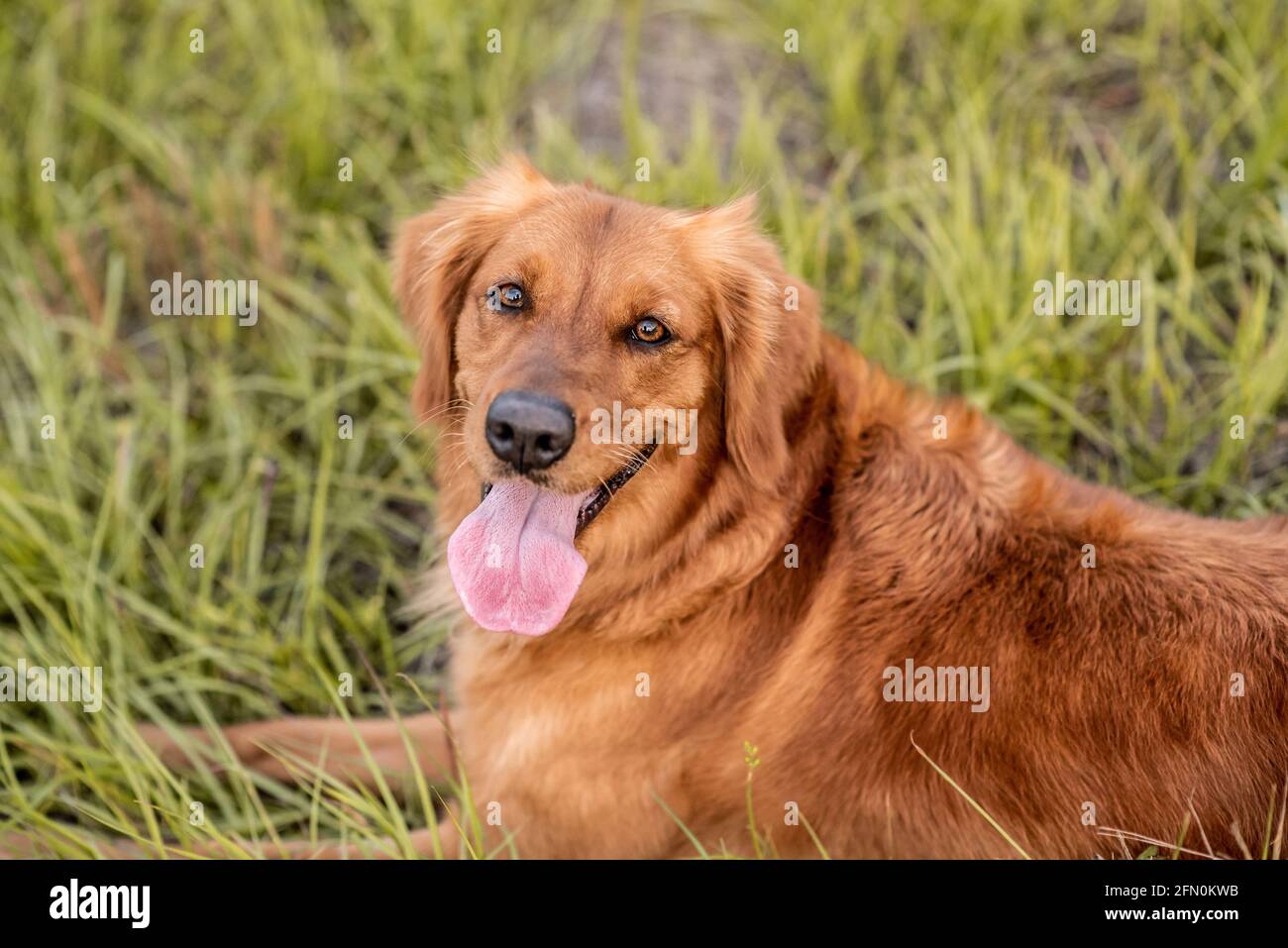 Golden Retriever dog enjoying outdoors at a large grass field at sunset ...