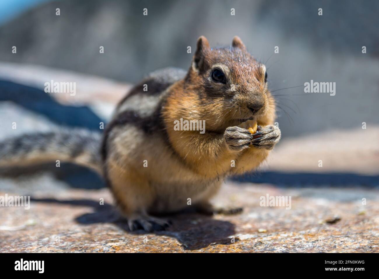 A Least Chipmunk in Yellowstone NP, Montana Stock Photo - Alamy