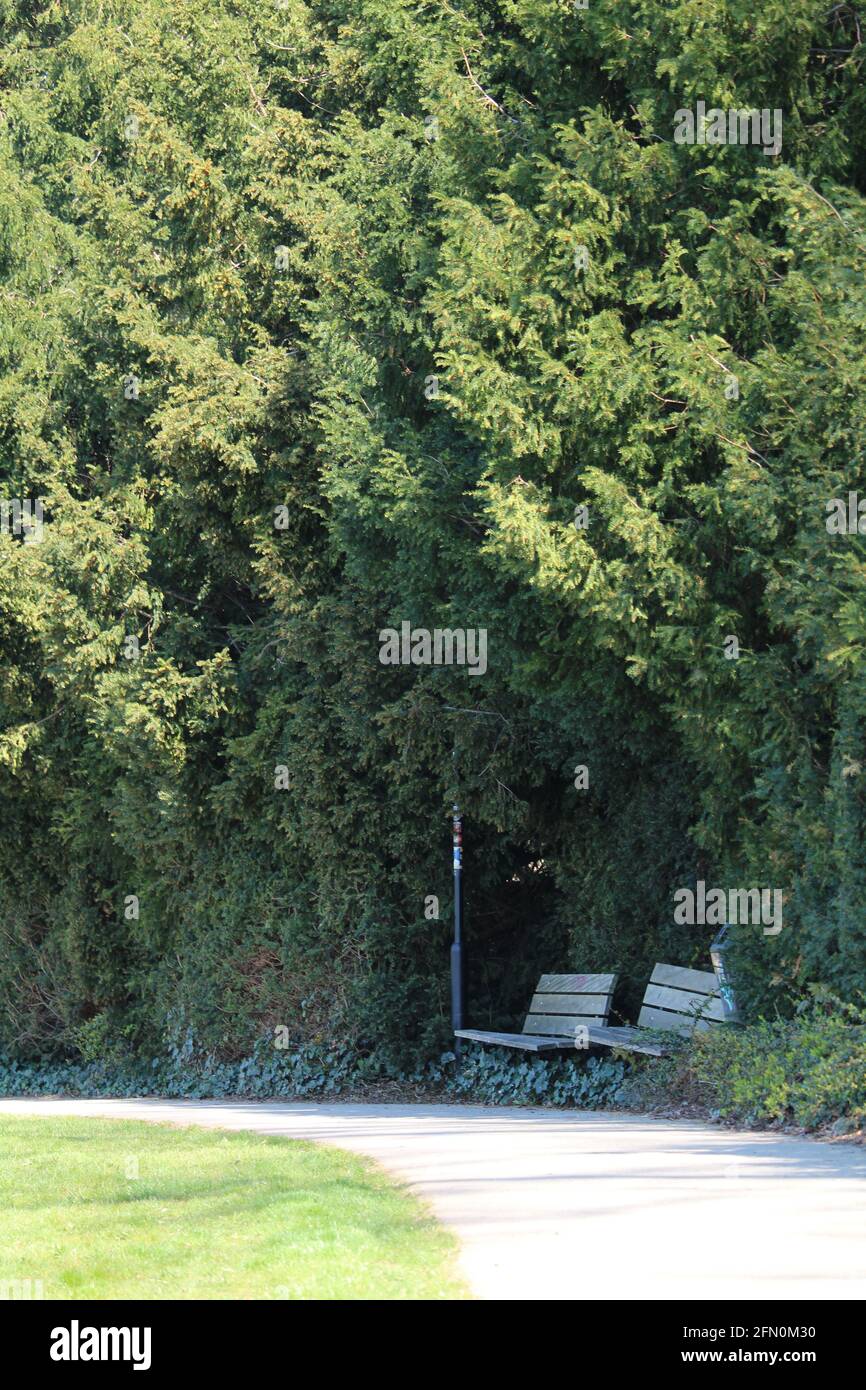 Vertical shot of a curving pathway in a park with two benches in front ...