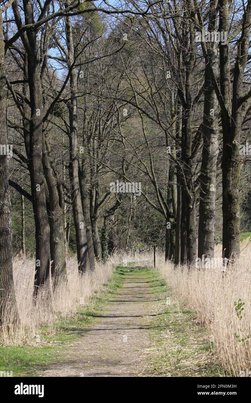 Vertical shot of a path in the woods with tall trees at either side ...