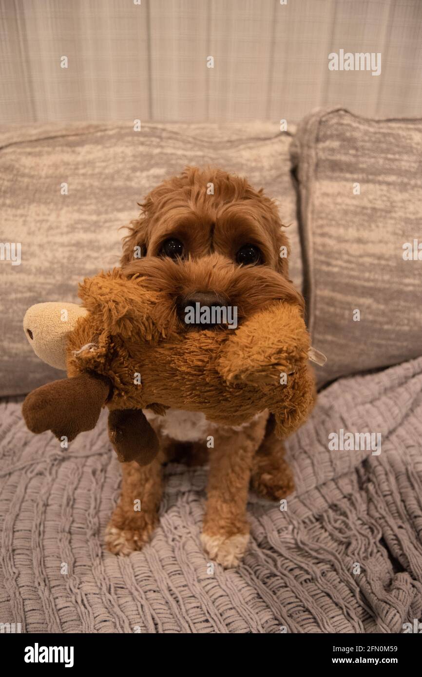 Cockerpoodle hi-res stock photography and images - Alamy