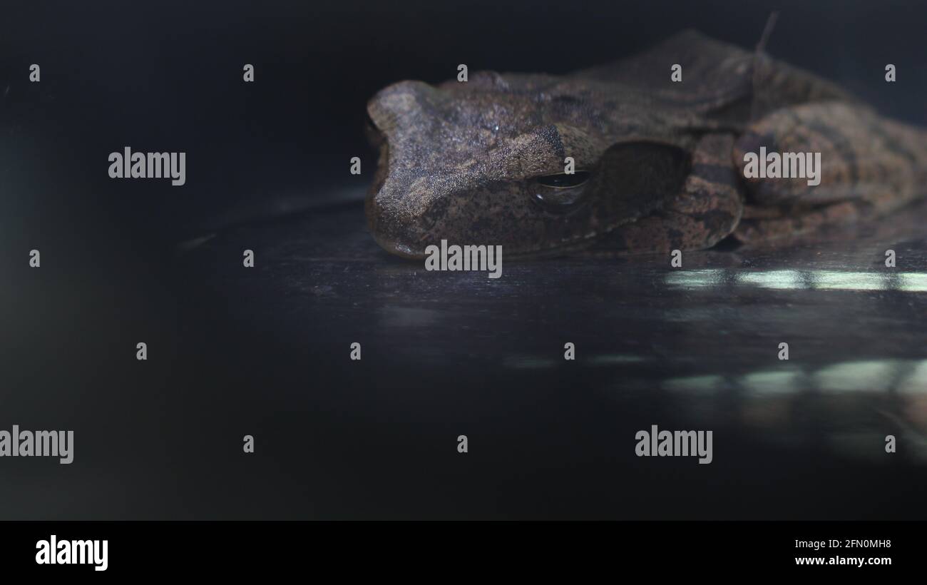 A close up shot of a brown colored stripy frog sleeping in side a cage ...