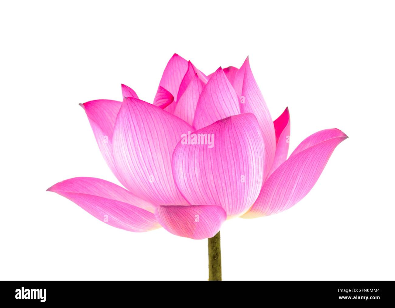 lotus isolated on white background Stock Photo - Alamy
