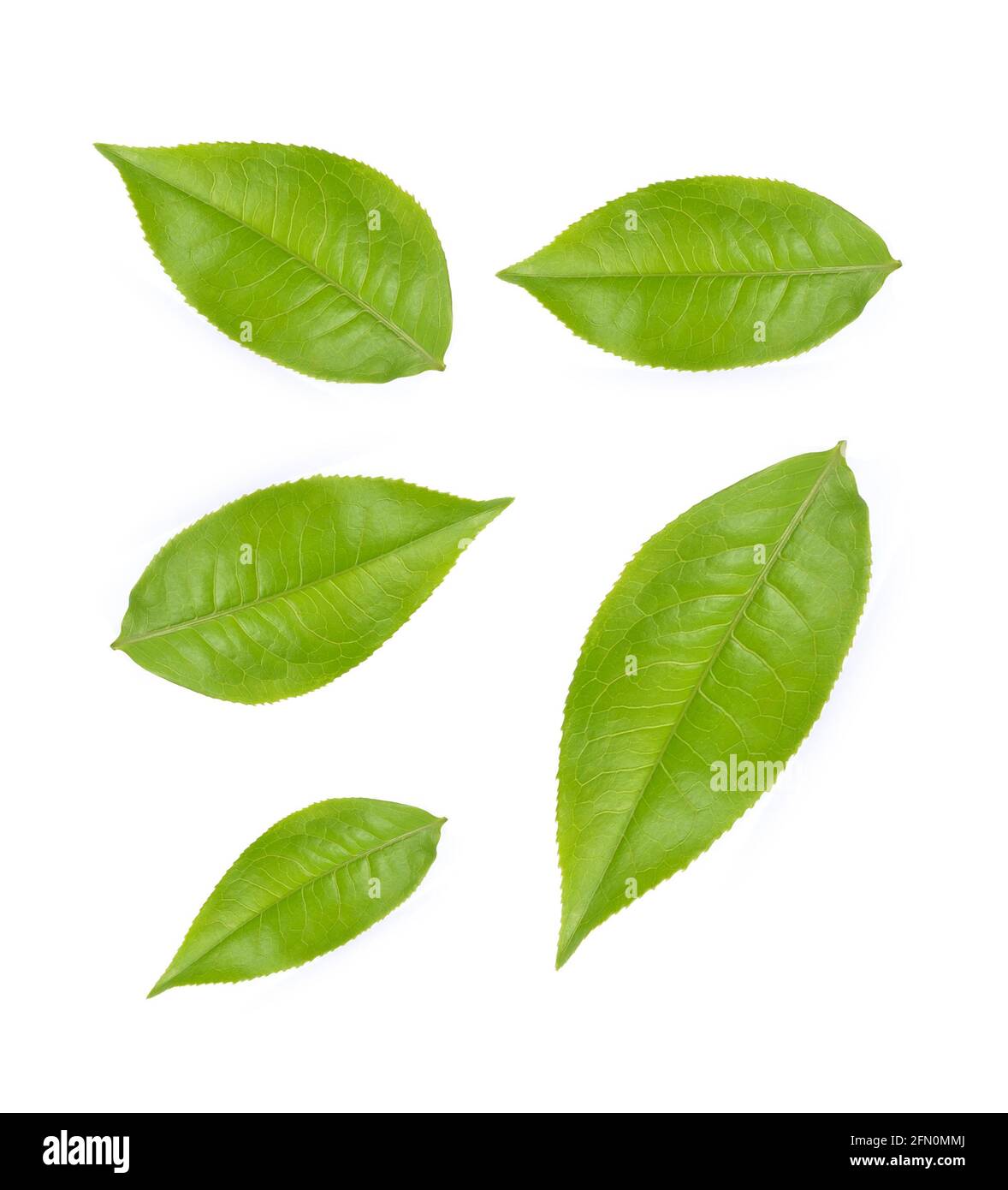 Green tea leaf collection isolated on white background Stock Photo - Alamy