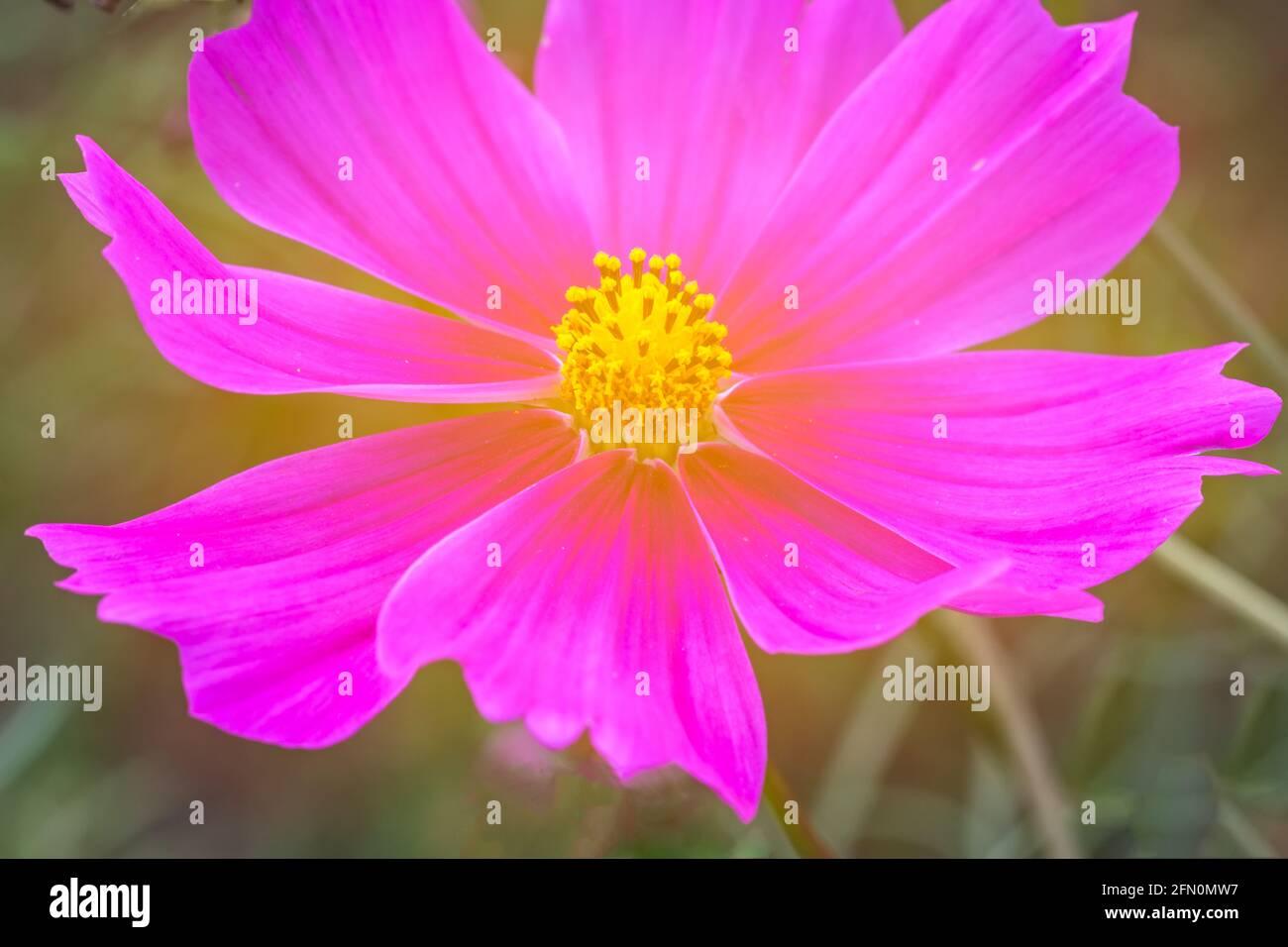 Pink cosmos flower (Cosmos Bipinnatus) with blurred light rays ...