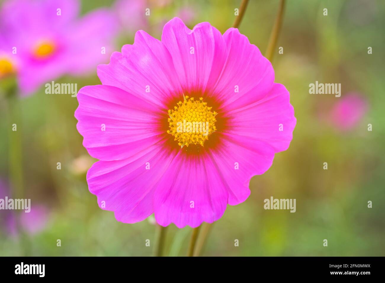 Pink cosmos flower (Cosmos Bipinnatus) with blurred light rays background Stock Photo - Alamy