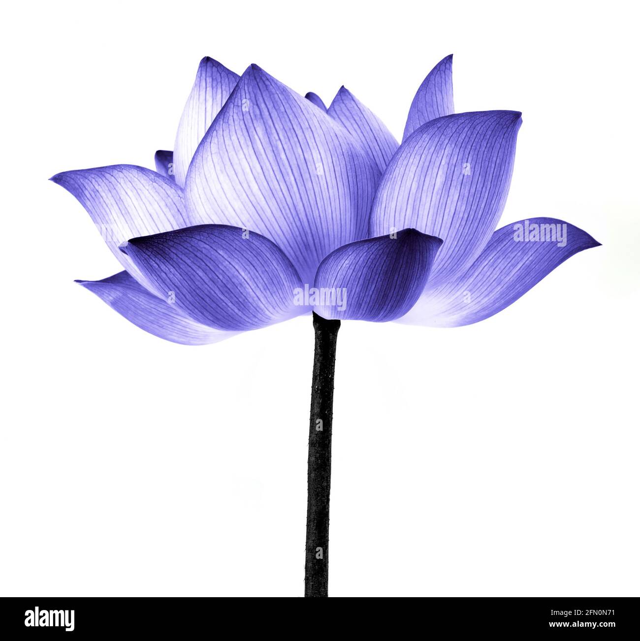 lotus isolated on white background Stock Photo - Alamy