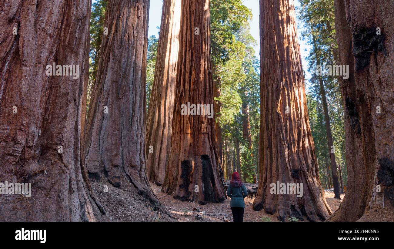 Woman looking at sequoia trees (Founders Group), Sequoia National Park ...