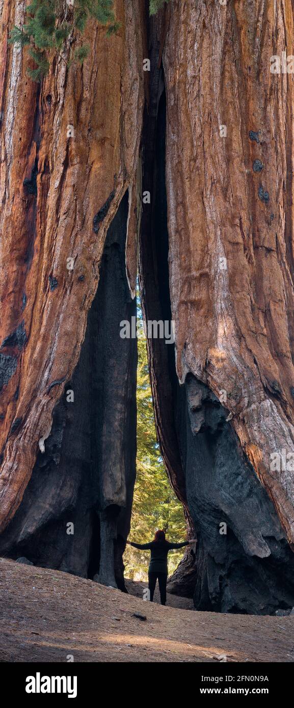 Woman looking at sequoia tree, Sequoia National Park, California, USA ...