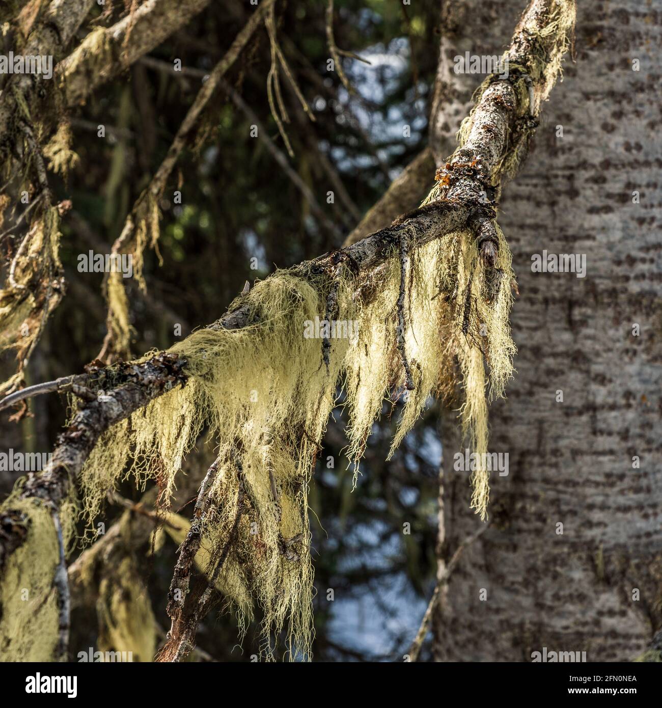 inside the winter forest moss on the tree brunch british columbia Stock ...