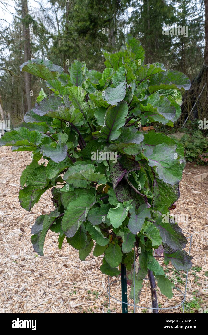 Issaquah, Washington, USA. Overwintered Tree Collard Stock Photo - Alamy