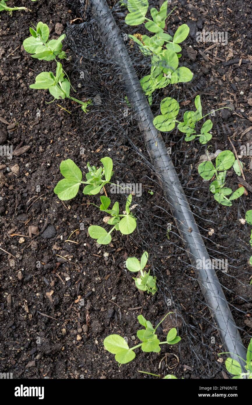 Peas garden netting hi-res stock photography and images - Alamy