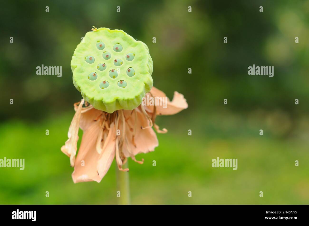 Lotus Seed Head High Resolution Stock Photography and Images - Alamy