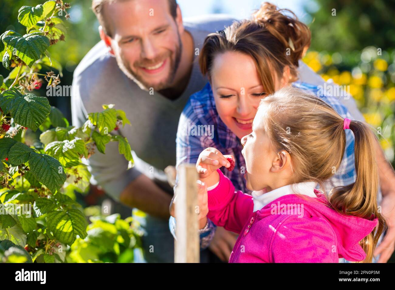 Family with mother, father and daughter picking berries from blackberry ...