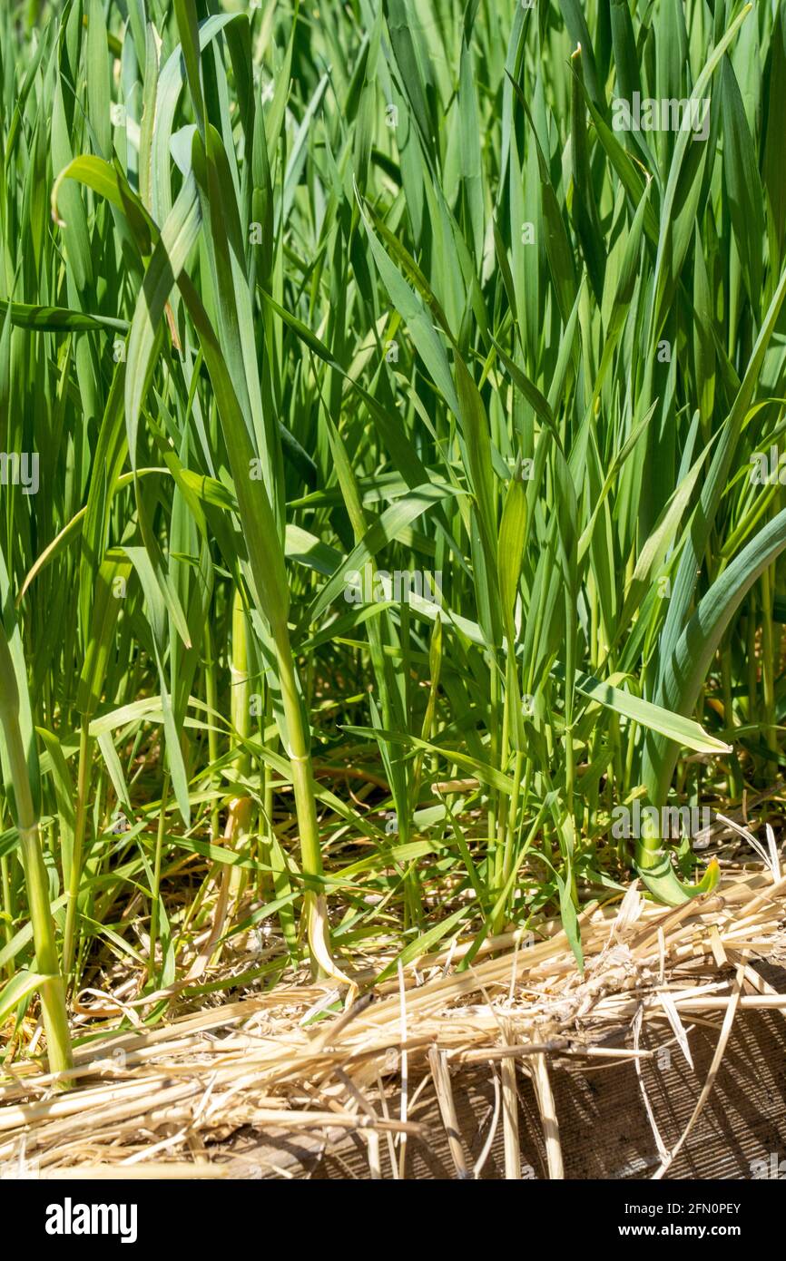 Weedy hay hi-res stock photography and images - Alamy
