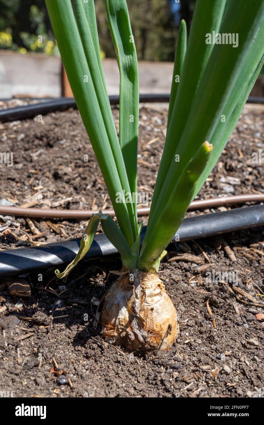 Drip Irrigation Pipe Closeup High Resolution Stock Photography and ...