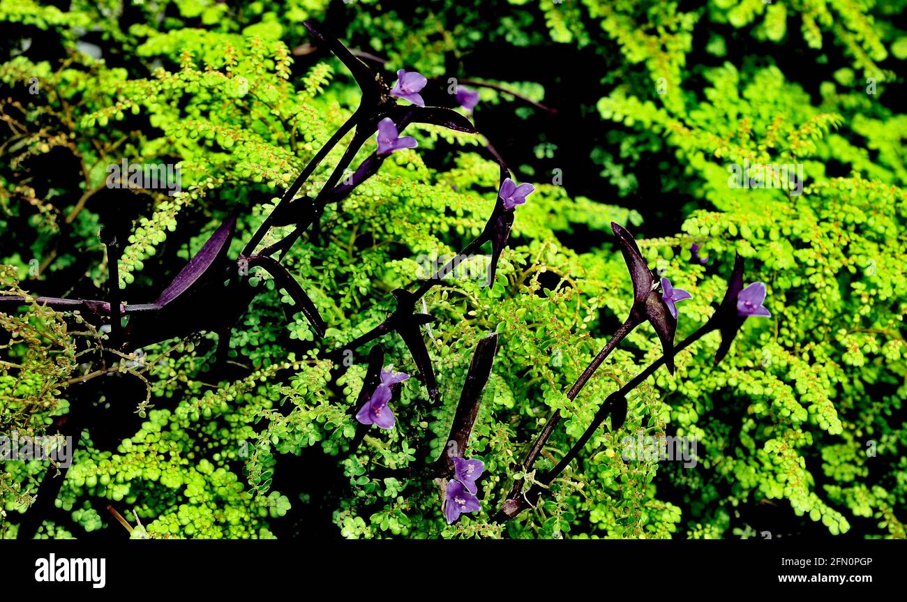 Lacy green ferns with purple flowers coming through the ferns on long ...