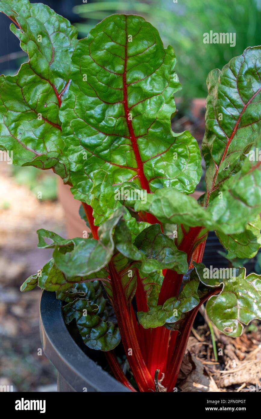 Ruby line hi-res stock photography and images - Alamy