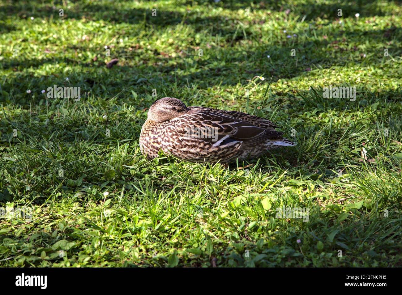 Sleeping mallards hi-res stock photography and images - Alamy