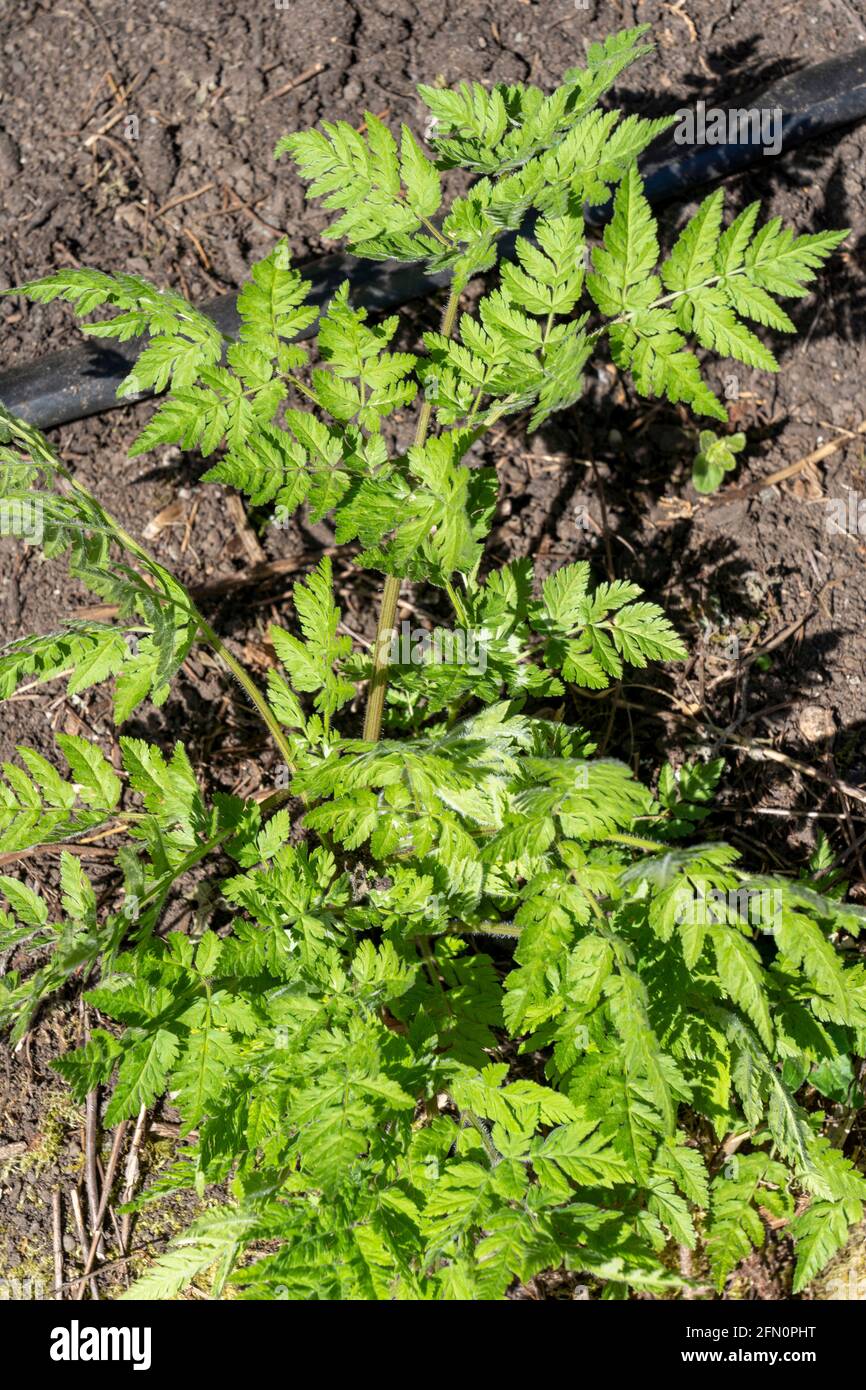 Chervil herb hi-res stock photography and images - Alamy